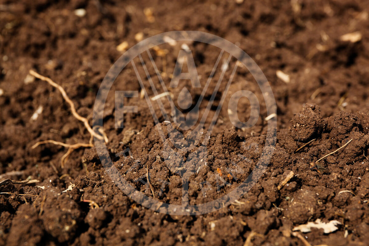 FAO Digital Media Hub - Seedlings in soil