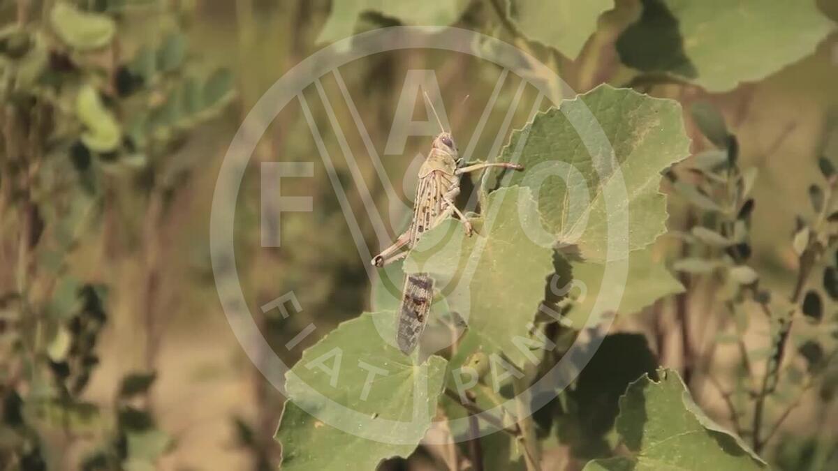FAO Digital Media Hub - Desert Locust control operations in Yemen